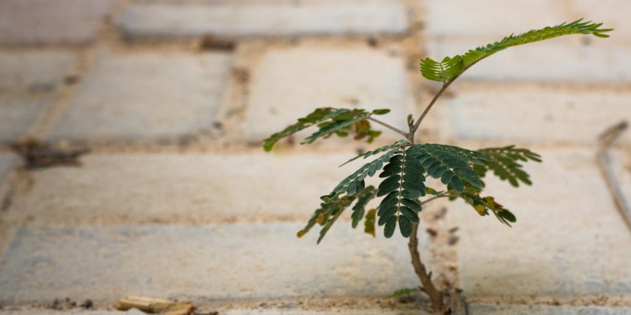 Demonstrating Resilience as Older Adults - ASA Generations