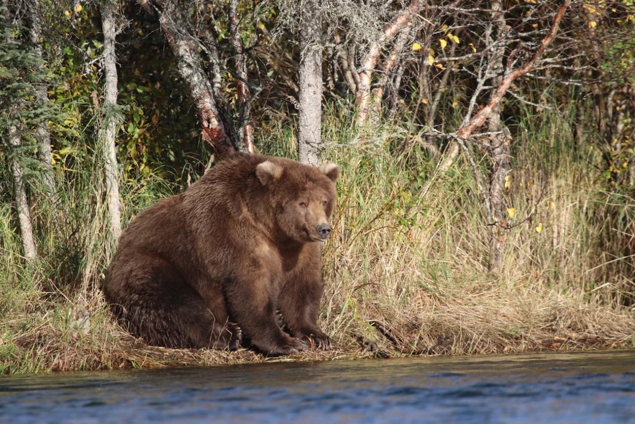 When We Cheer for Fat Bears but Stigmatize Fat People - ASA Generations